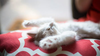 What is Catification? – Jackson Galaxy