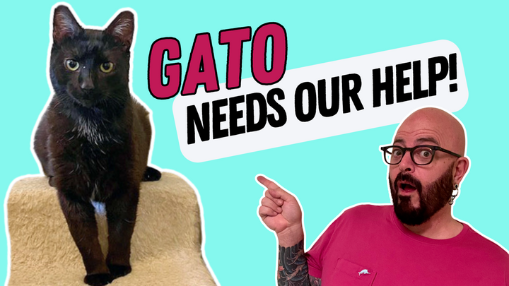 The Do’s and Don’ts of Introducing Cats to Each Other | Jackson Galaxy