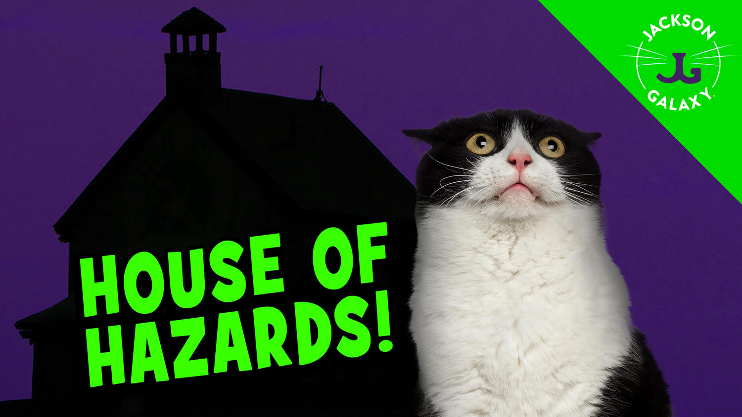 The 9 Types of Cat Hazards in Your Home – Jackson Galaxy
