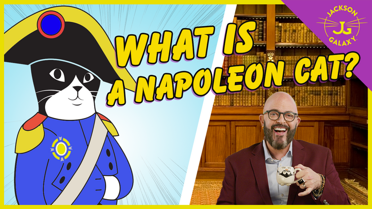 What is the Napoleon Cat? – Jackson Galaxy