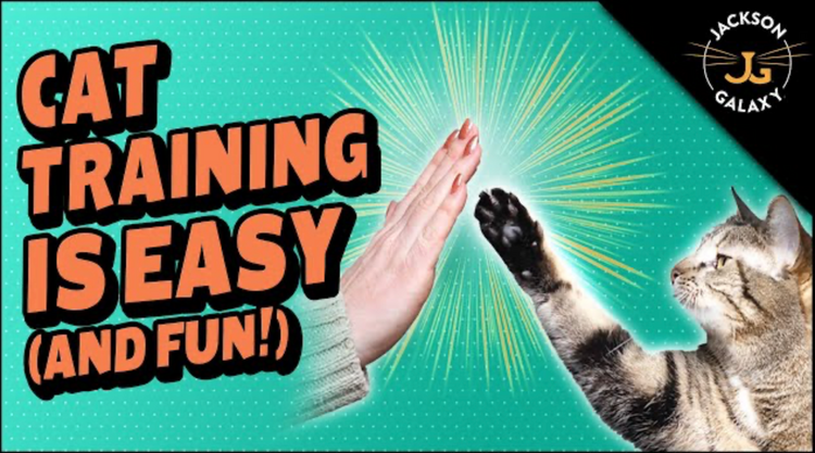 Clicker Training Your Cat – Jackson Galaxy
