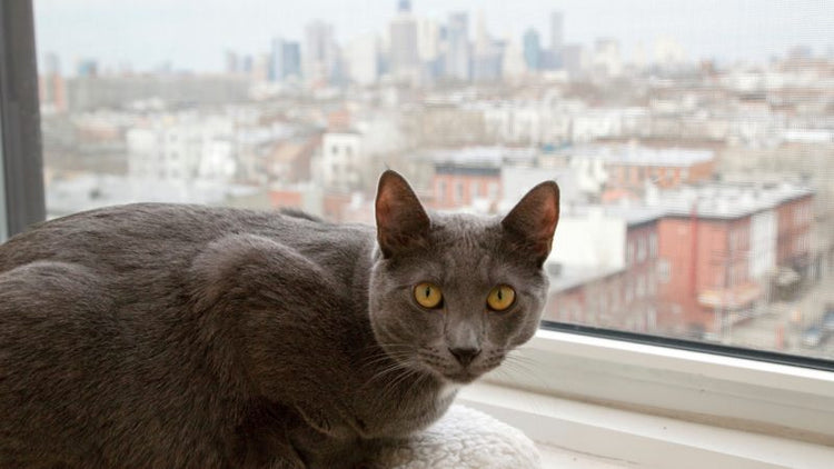 Catifying Your Home For Harmony – Jackson Galaxy