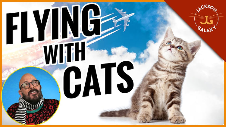 Tips for Flying with Cats – Jackson Galaxy