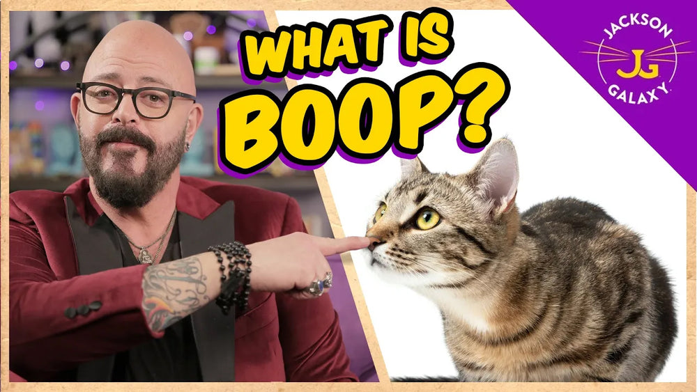 Aggression In Cats - Jackson Galaxy