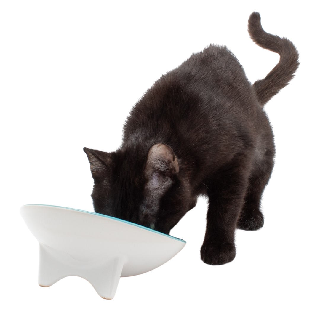 Whiskerware Ceramic Tilted Bowl – Jackson Galaxy