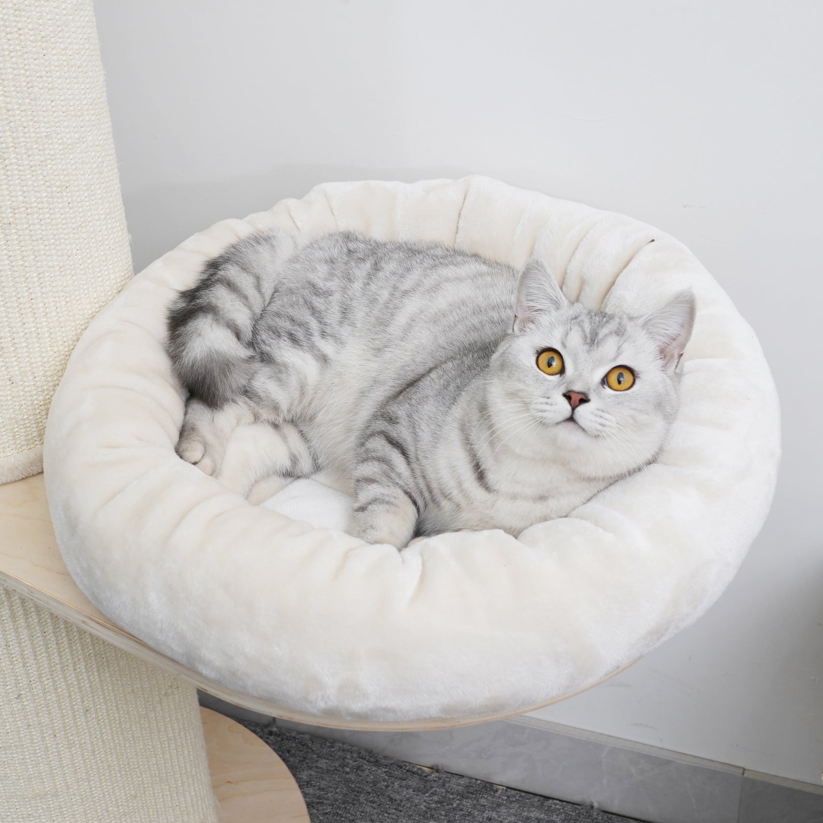 Tips to Catify Your Home – Jackson Galaxy