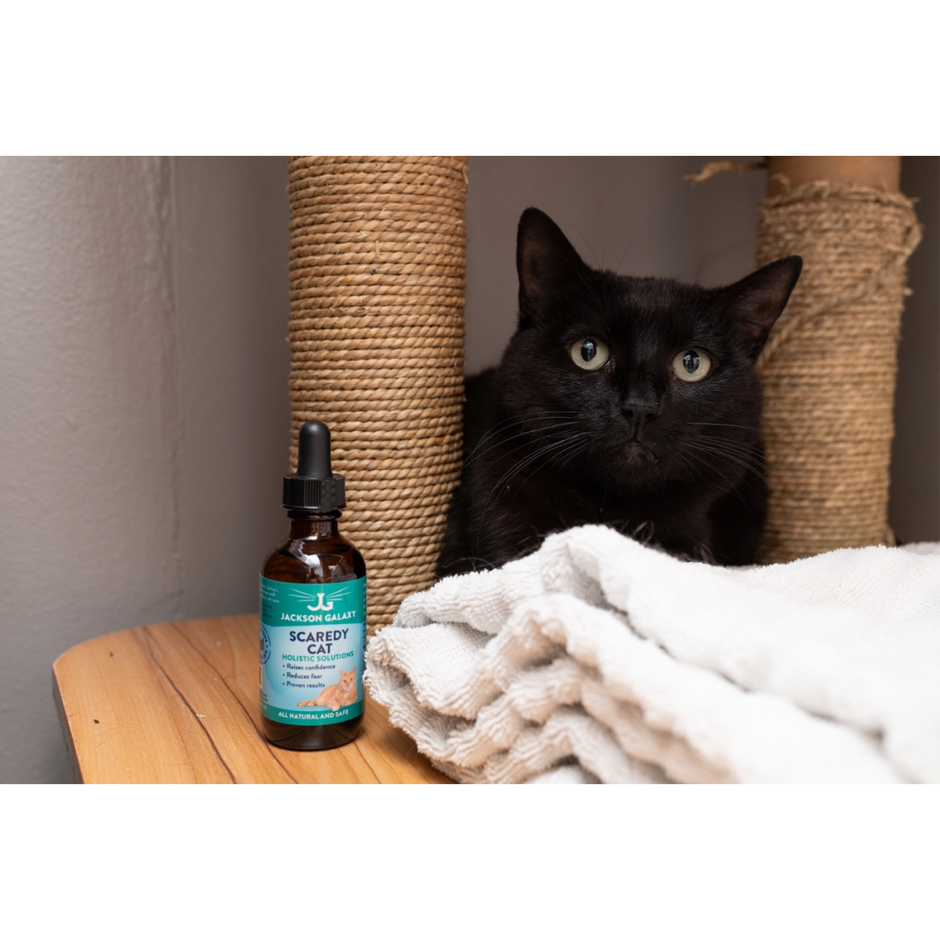 Stress – Jackson Galaxy