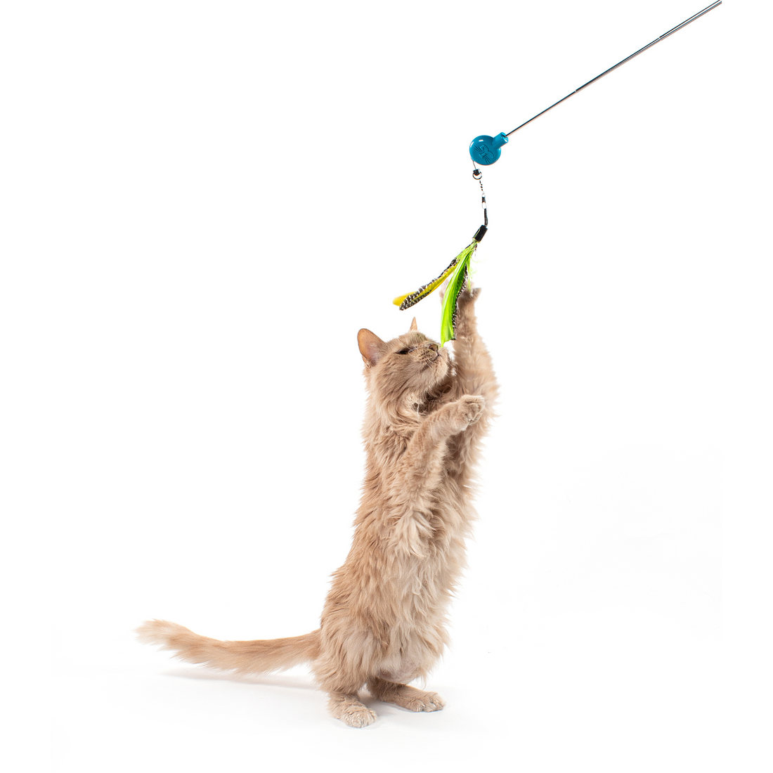 The Cat Distribution System Strikes Again! – Jackson Galaxy