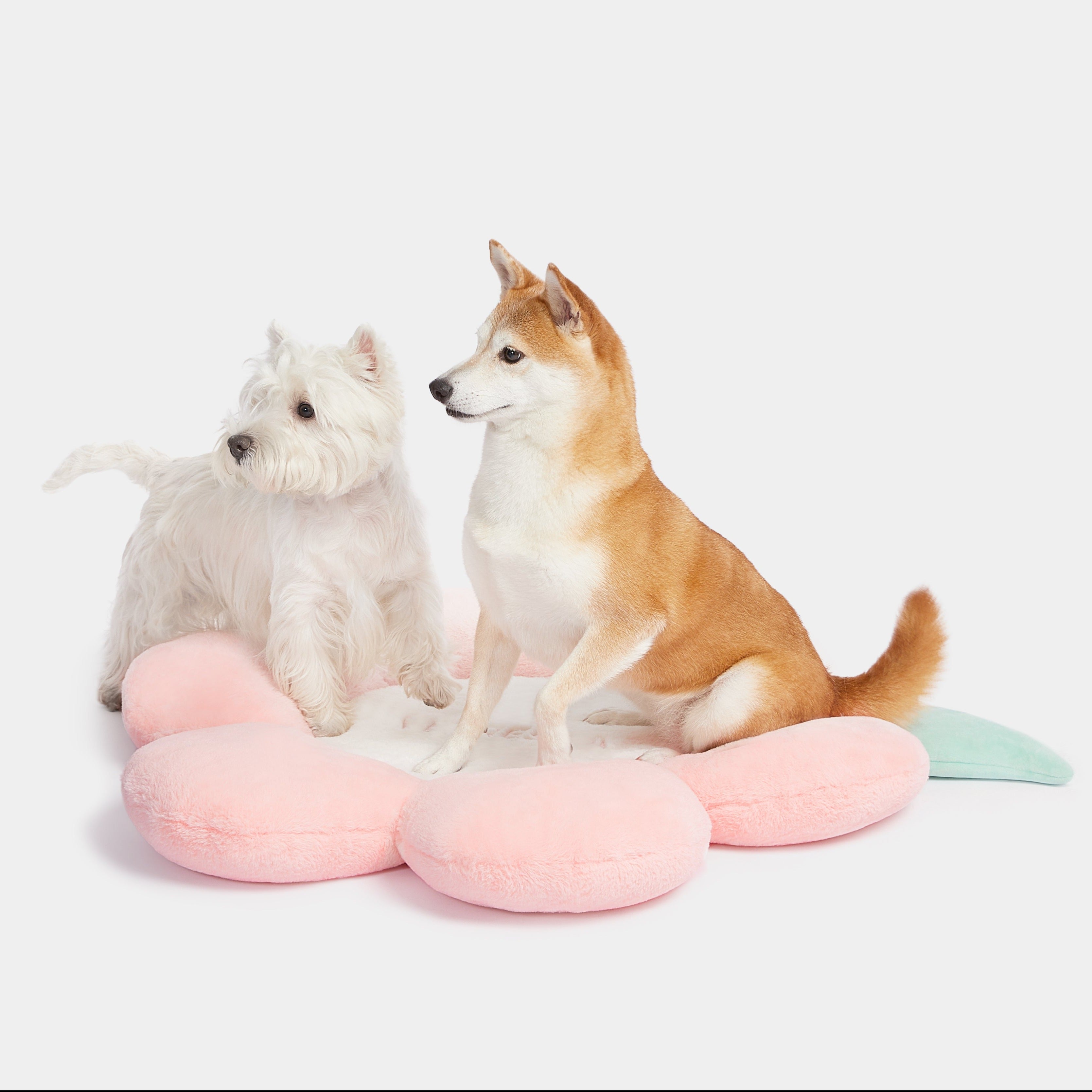 Catification - Cat Furniture by Jackson Galaxy