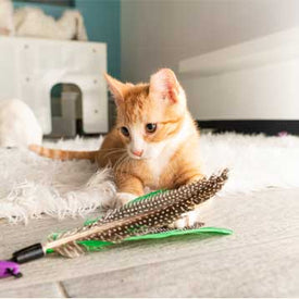 Blogs – Jackson Galaxy