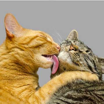 Blogs – Jackson Galaxy