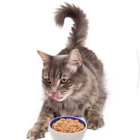 Blogs – Jackson Galaxy