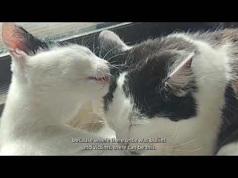 Cat Introductions Part 2: Welcome Home! – Jackson Galaxy