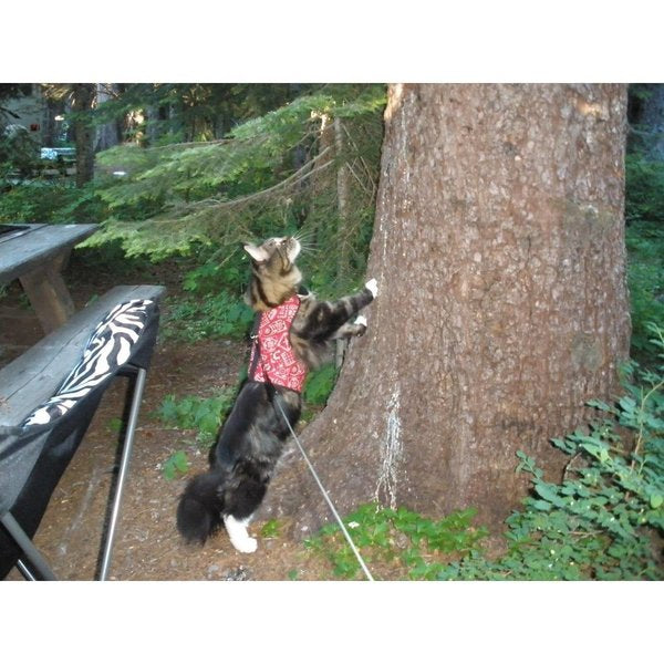 Kitty Holster Cat Harness – Jackson Galaxy