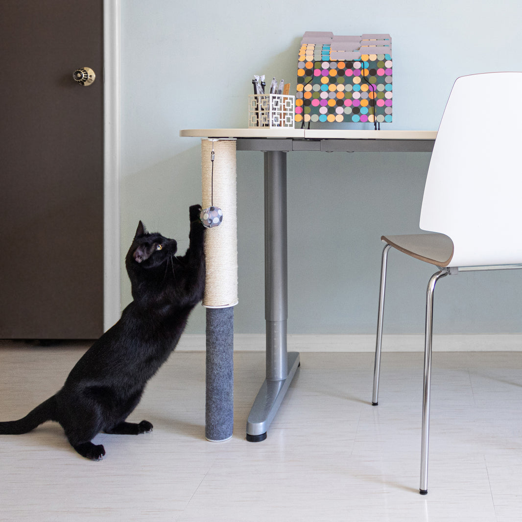 What is Catification? – Jackson Galaxy
