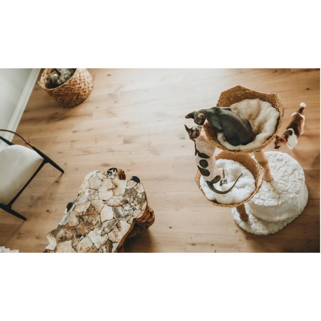 Catifying Your Home For Harmony – Jackson Galaxy