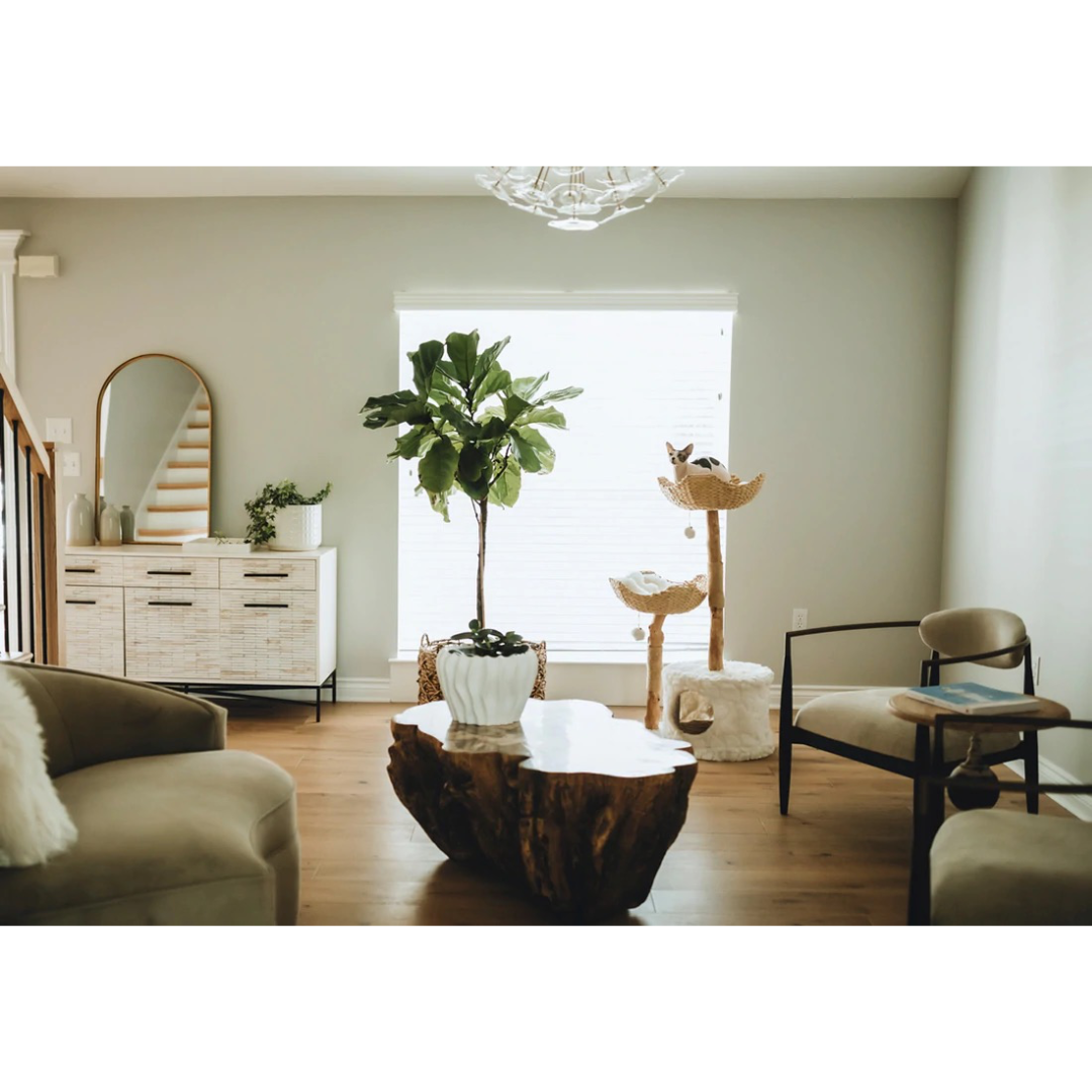 Catifying Your Home For Harmony – Jackson Galaxy